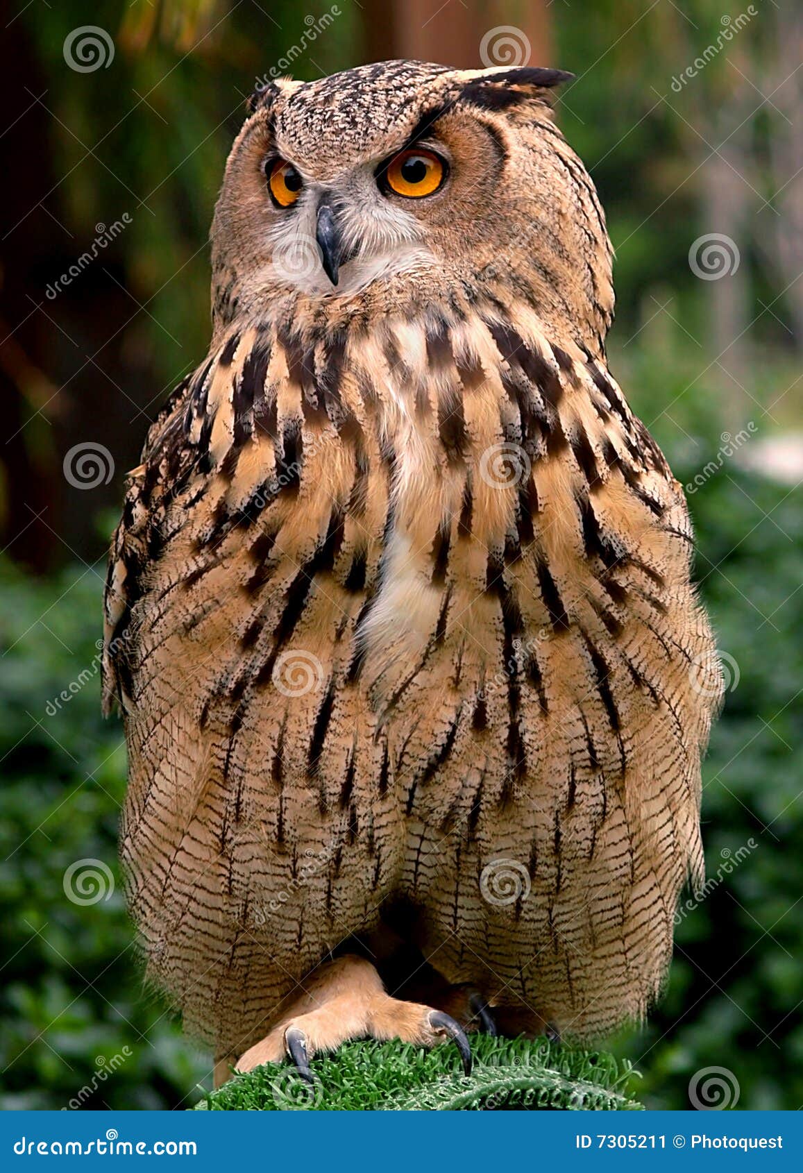 Uil stock afbeelding. Image of roofdier, sterk, jager - 7305211