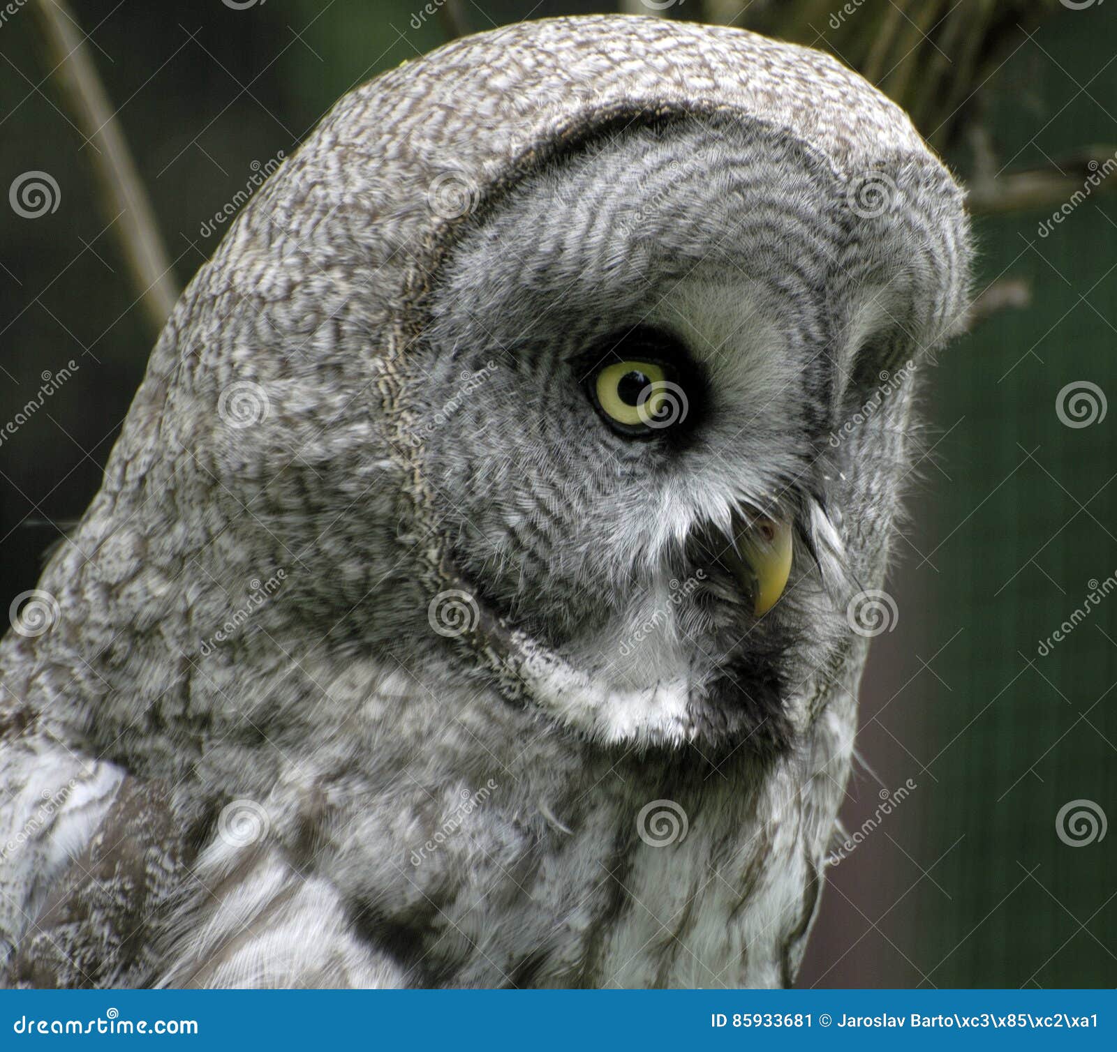 Uil stock afbeelding. Image of vogel, dierentuin, wild - 85933681