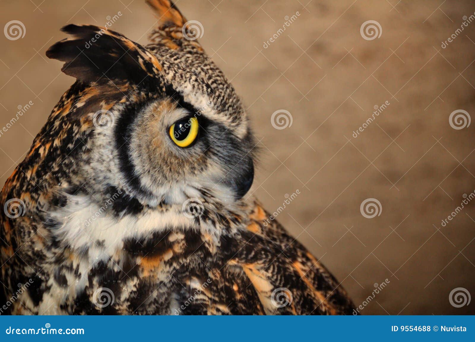 Uil stock foto. Image of veer, wild, prooi, nave, kant - 9554688