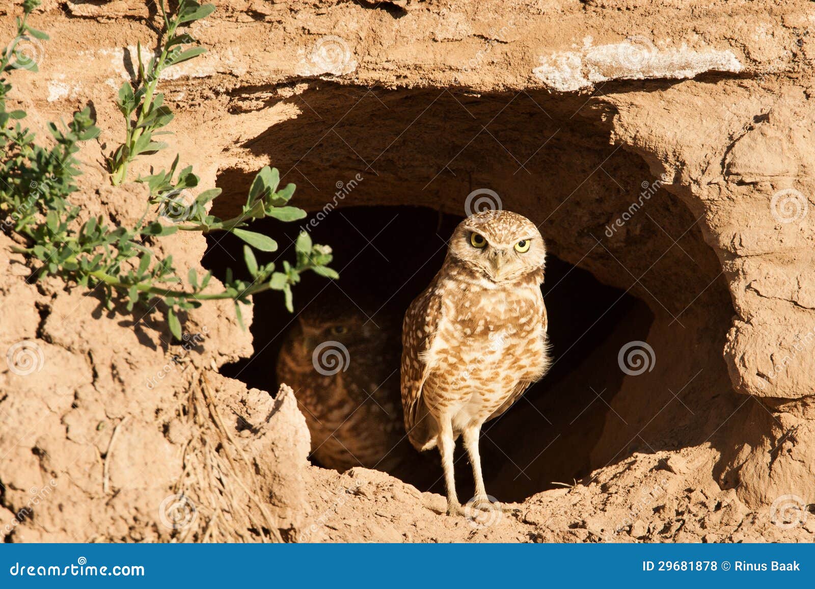 Uil Bij De Ingang Van Het Hol Stock Foto - Image of tribune, dier: 29681878