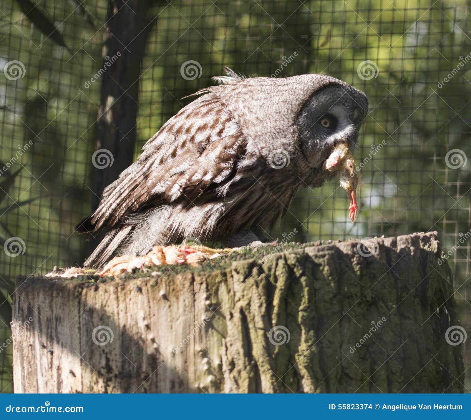 Uil die een kuiken eten stock foto. Image of carnivoor - 55823374