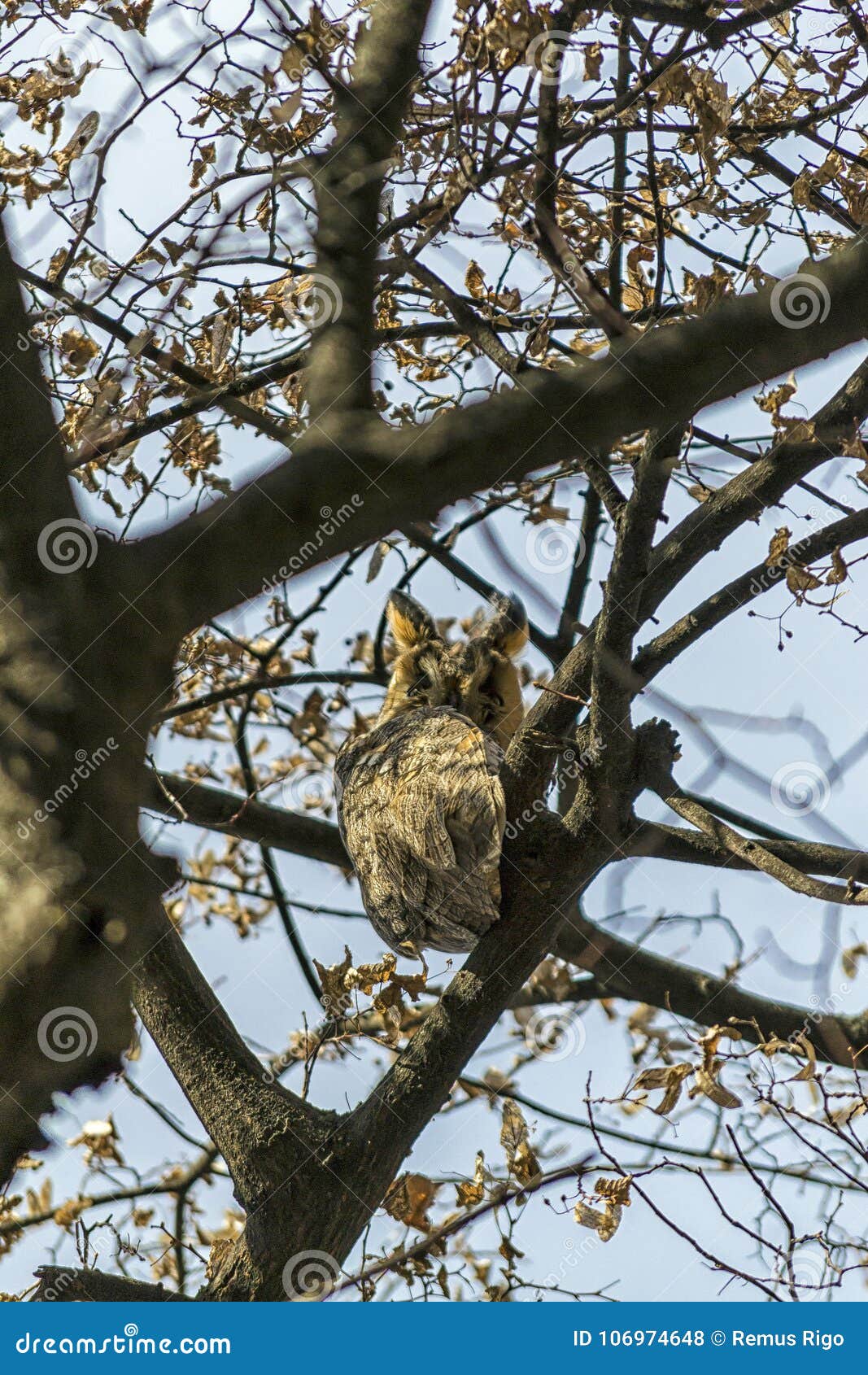 Uil Het Verbergen in Een Boom Stock Foto - Image of roemenië, roofdier ...