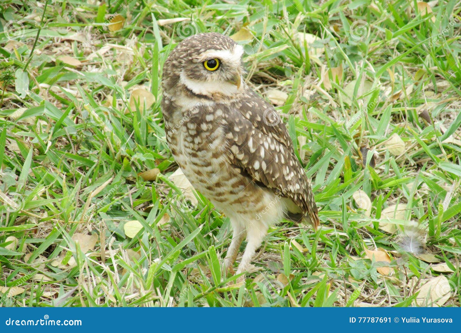 Uil Met Gedraaid Hoofd Op Gras Stock Afbeelding - Image of doekje ...