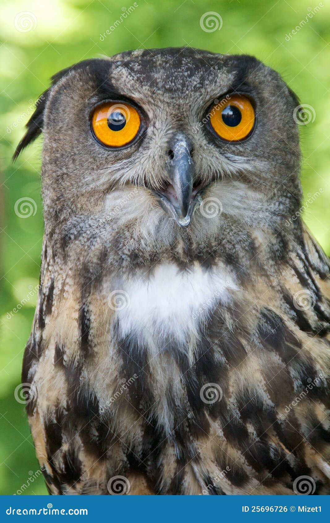 Uil met gele ogen stock foto. Image of wild, totaal, houden - 25696726