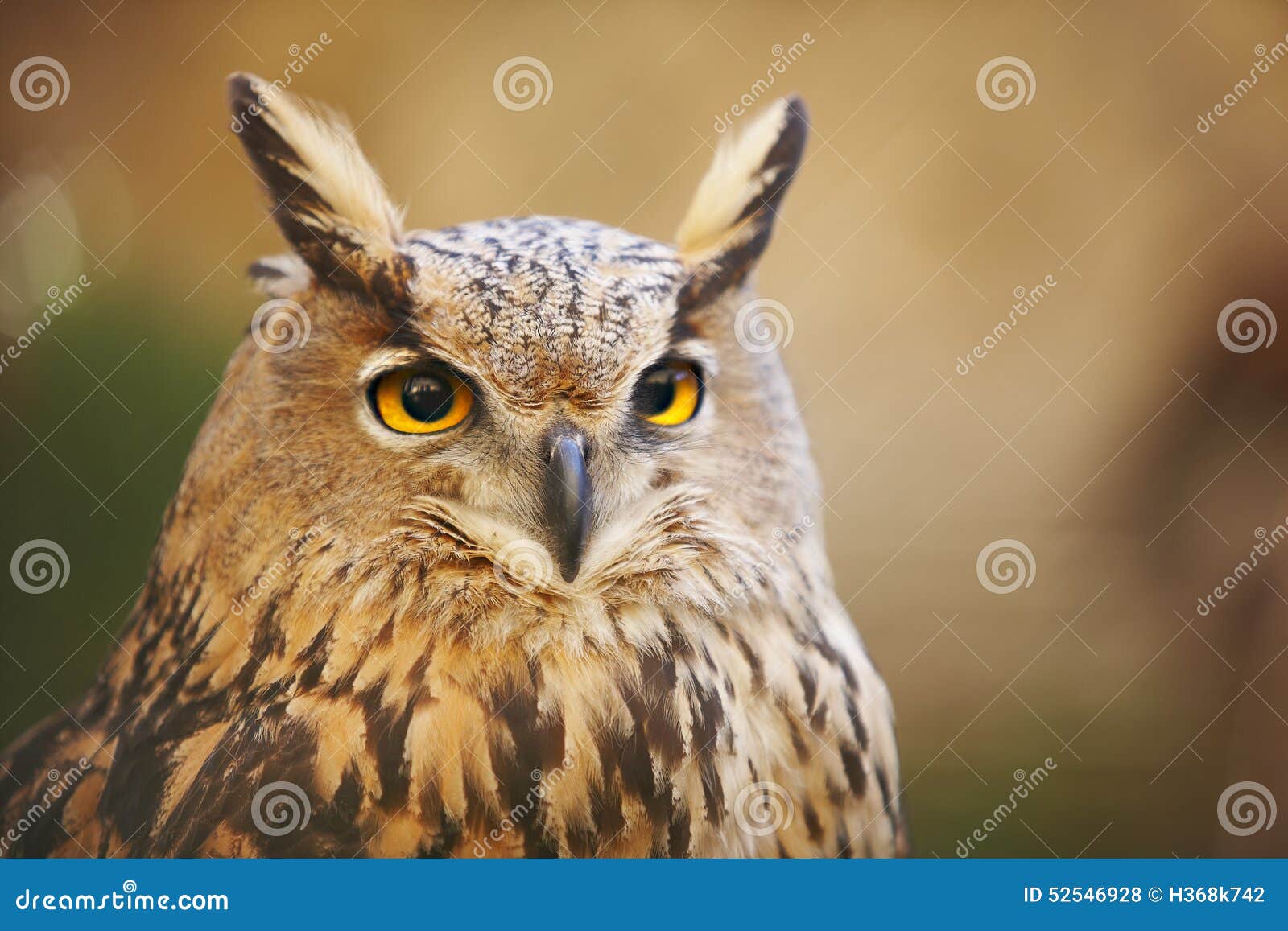 Uil Met Gele Ogen En Warme Achtergrond in Spanje Stock Foto - Image of ...