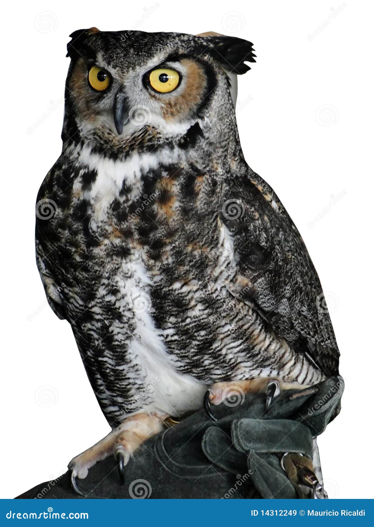 Grote Gehoornde Uil Gezicht Grote Gehoornde Uil En Uil In Nest 6225088