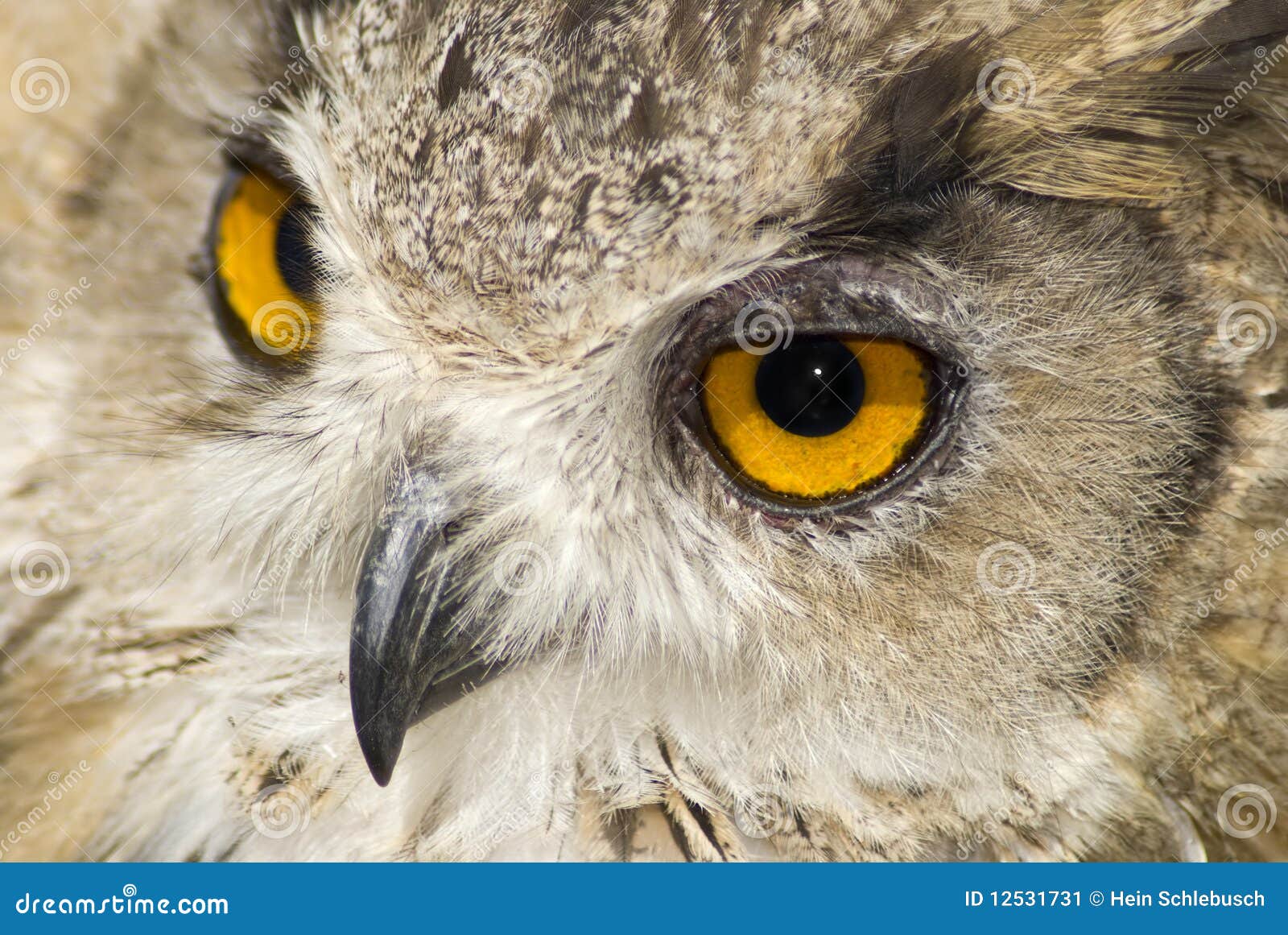 Uil met grote oranje ogen stock afbeelding. Image of staar - 12531731