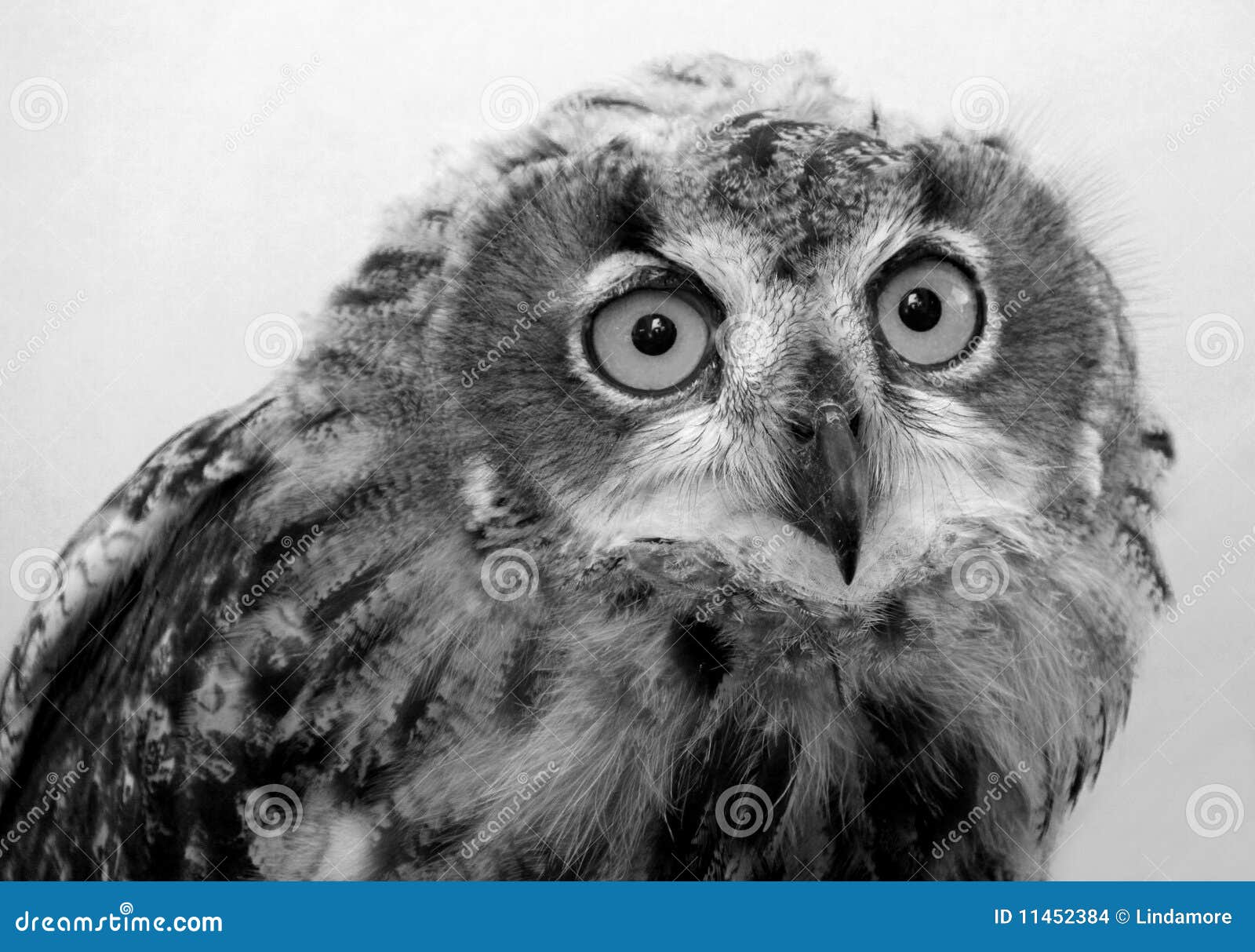 Uil met korte oren stock foto. Image of kijken, alarm - 11452384