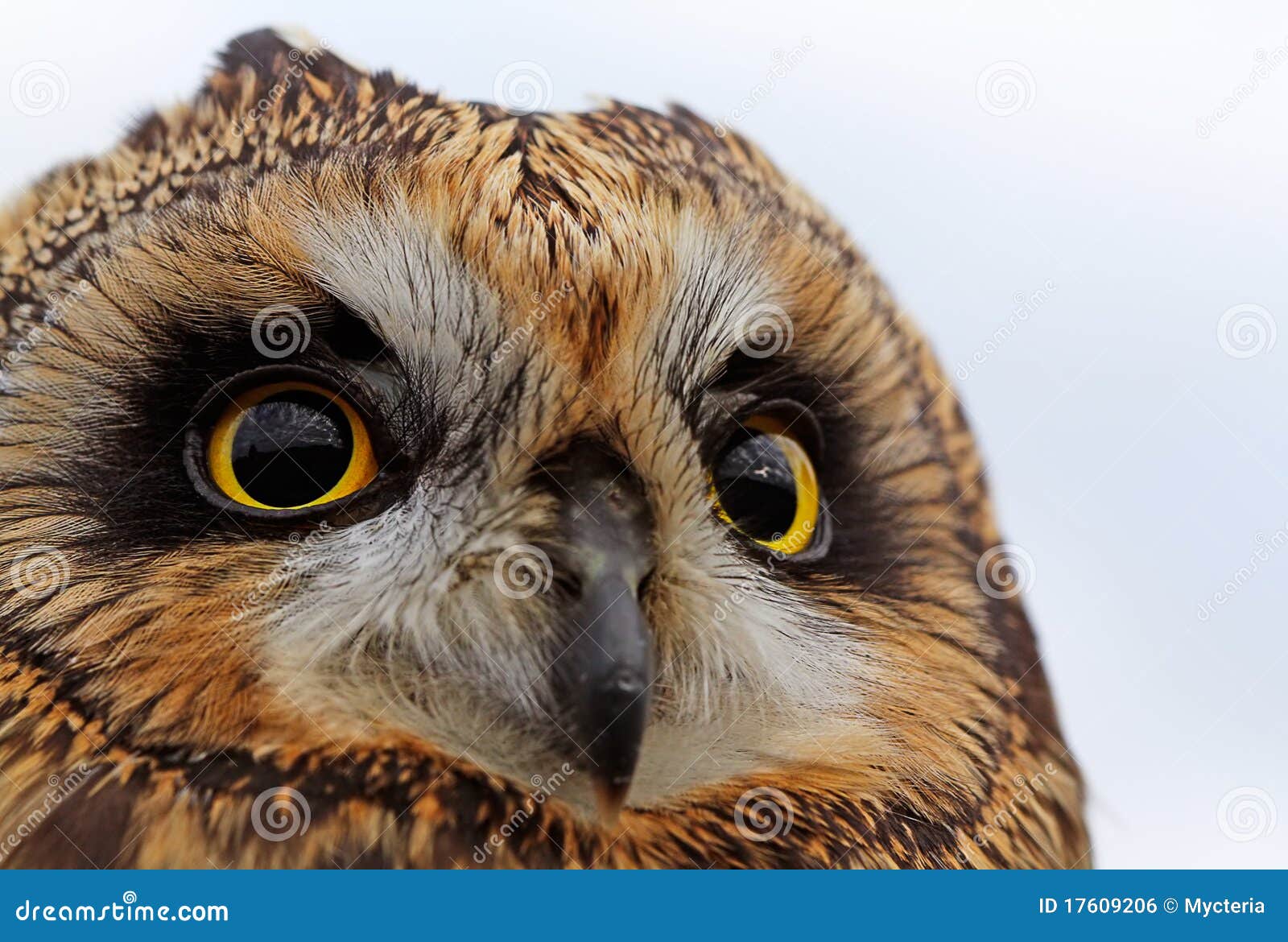 Uil met korte oren stock foto. Image of zeldzaam, achtergrond - 17609206