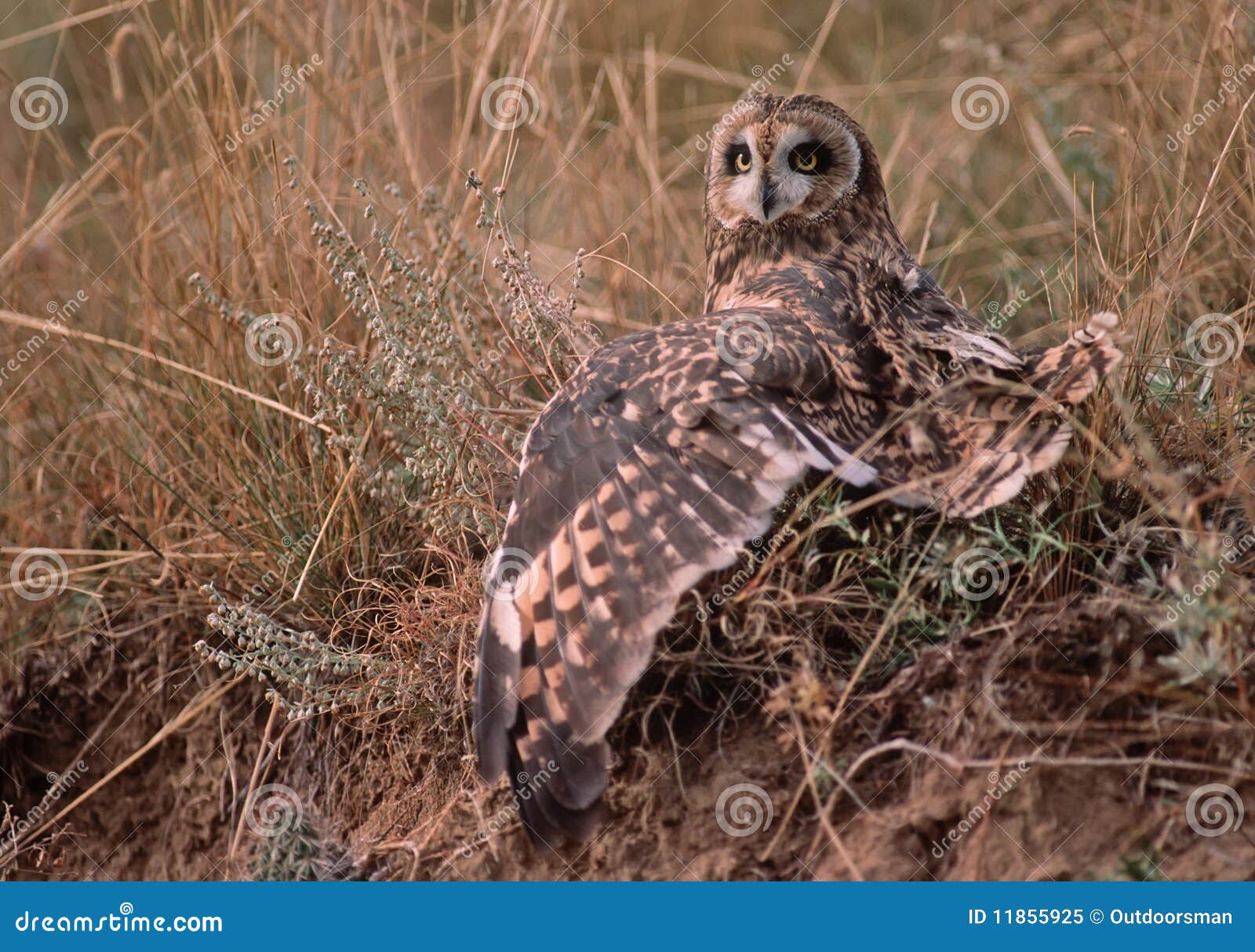 Uil Met Korte Oren (asioflammeus) Stock Afbeelding - Image of vogel ...