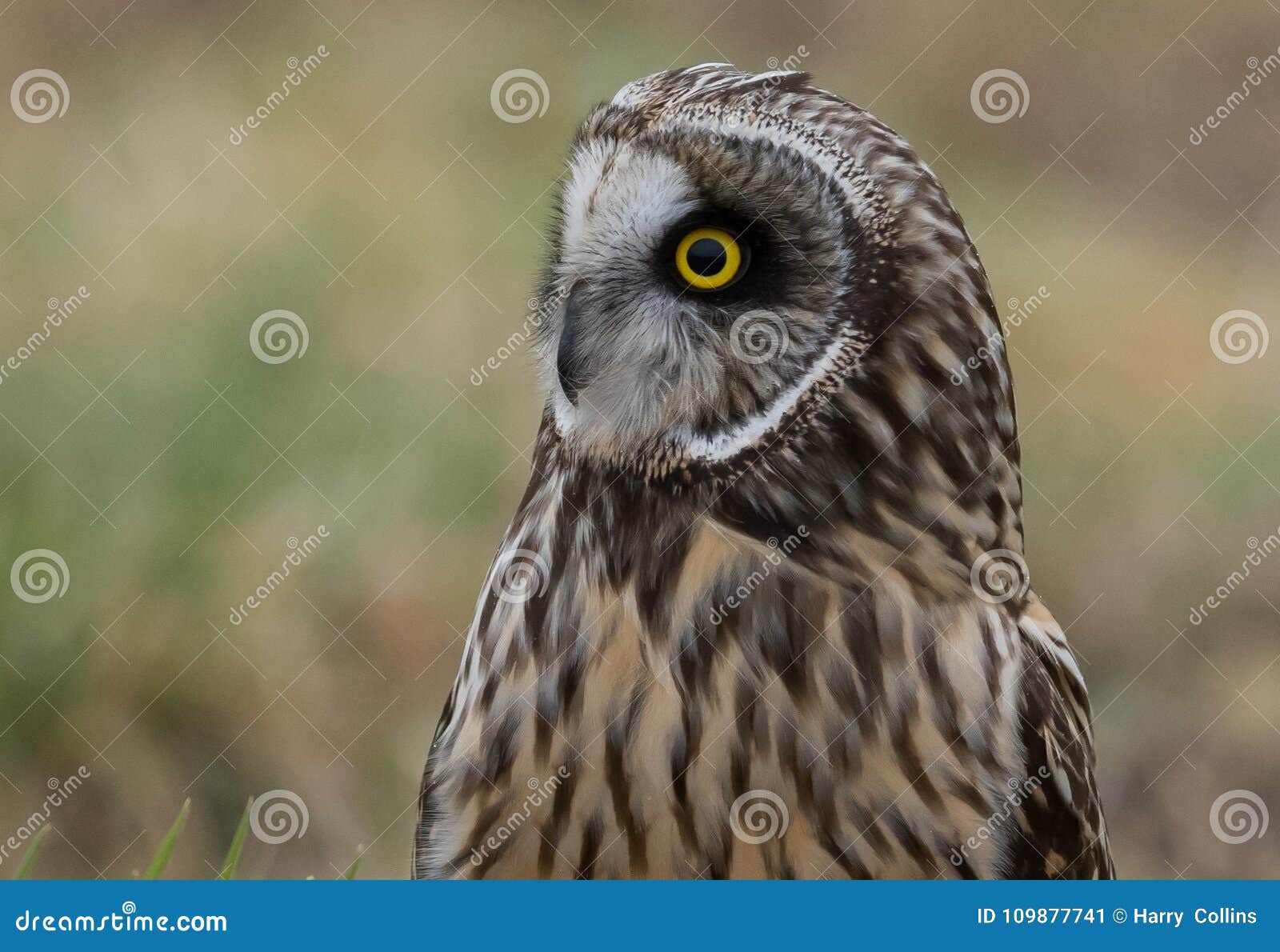 Uil Met Korte Oren in De Regen Stock Afbeelding - Image of daarna ...