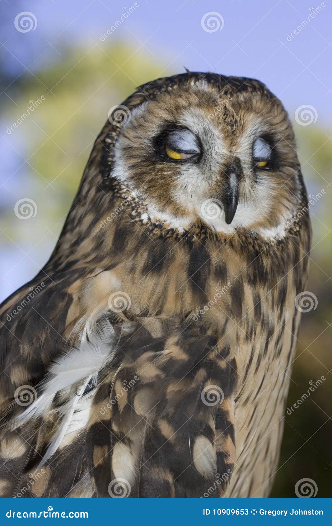 Uil Met Korte Oren Met Gesloten Ogen. Stock Afbeelding - Image of sluit ...