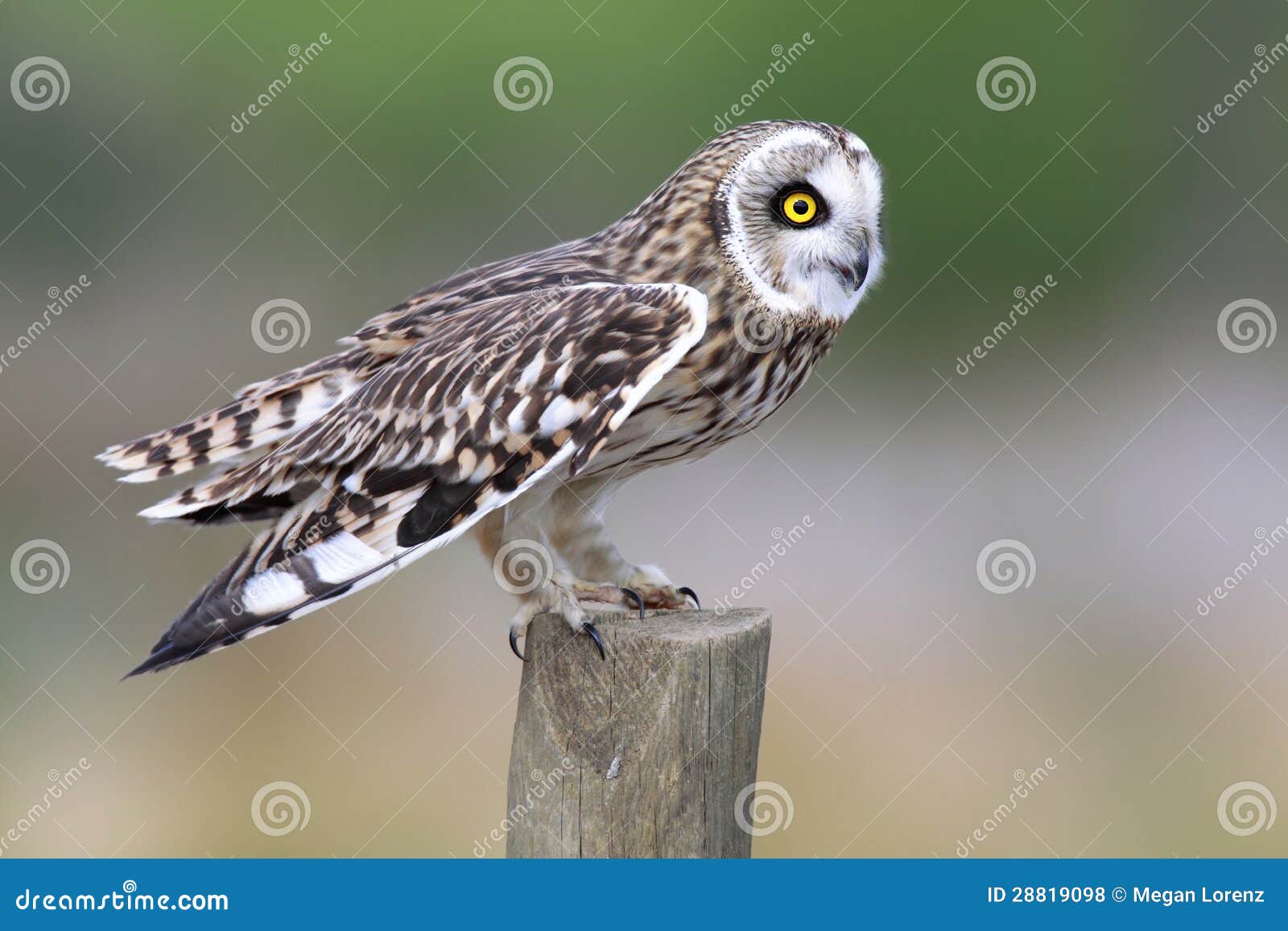 Uil Met Korte Oren Op De Post Van De Omheining Stock Foto - Image of ...
