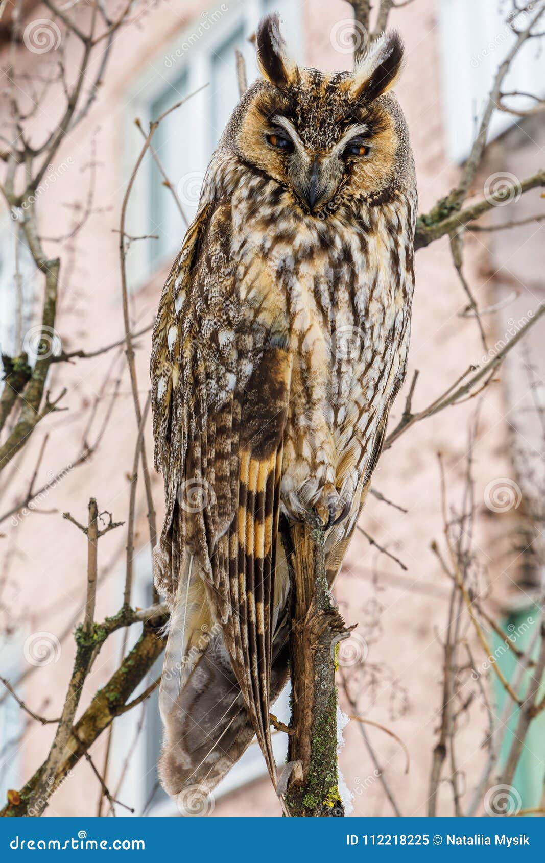 Uil Op De Boom Op De Achtergrond Stock Afbeelding - Image of lang ...