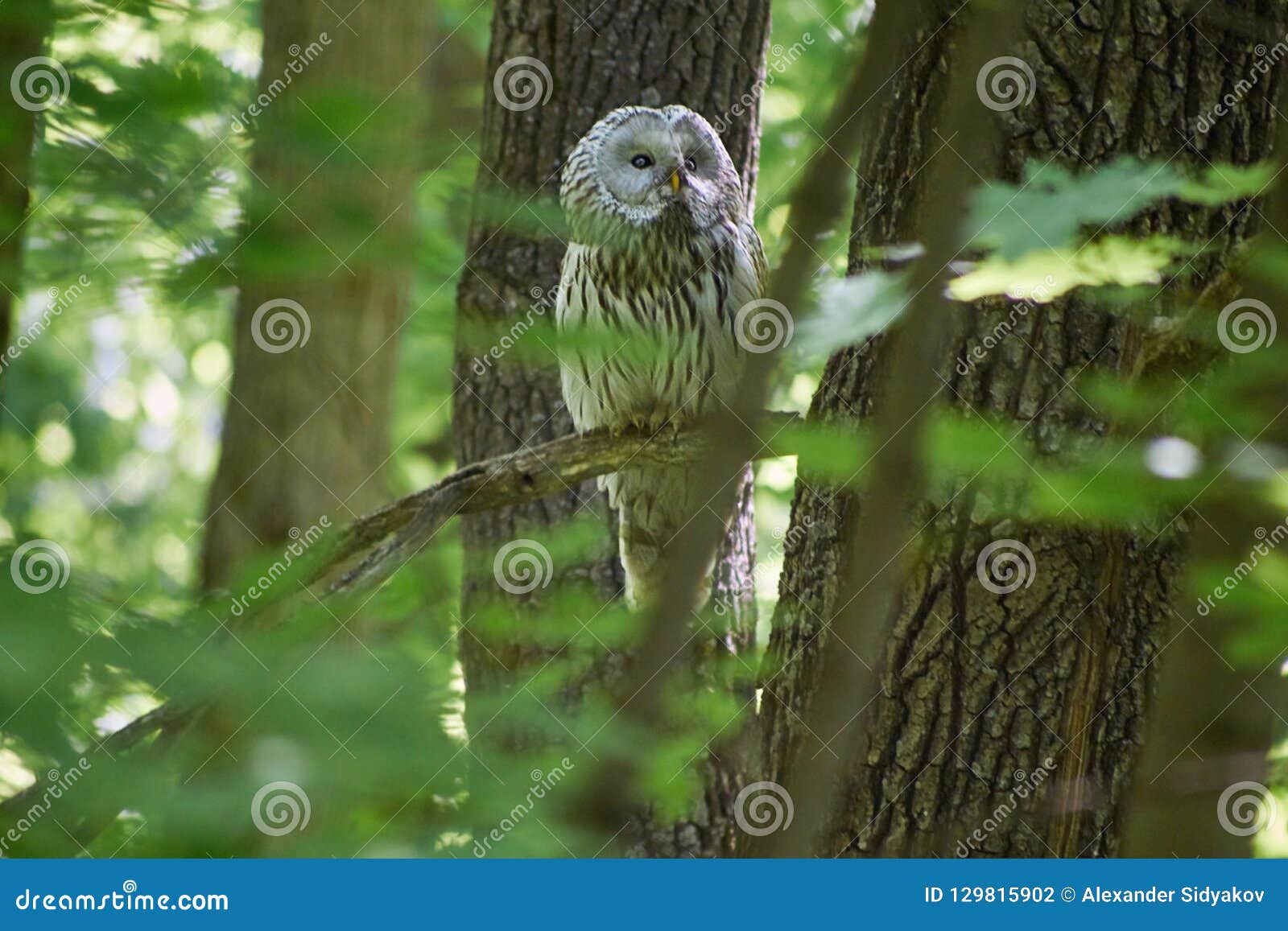 Uil Op De Takken Van Een Boom Stock Foto - Image of klauw, dieren ...