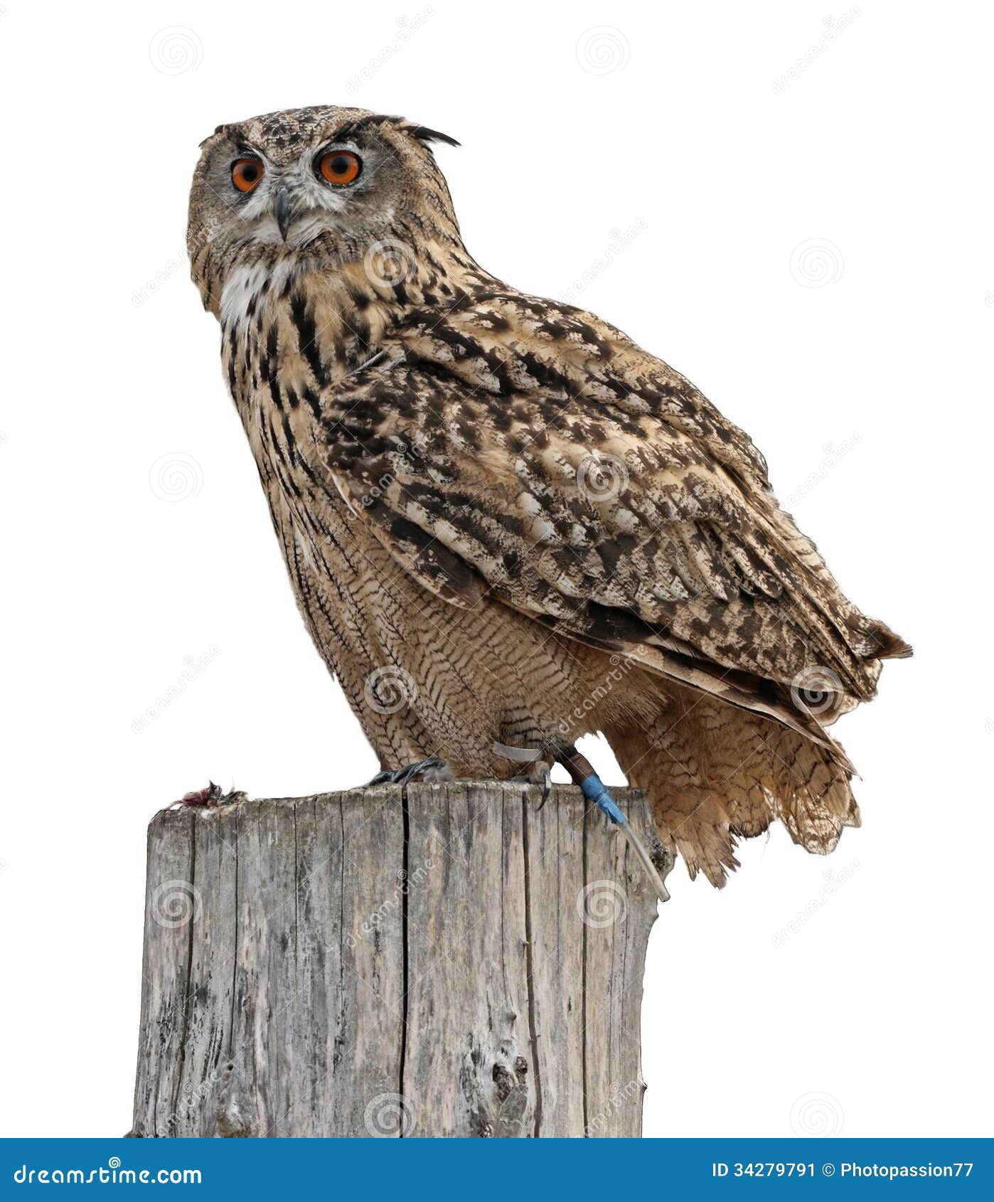 Uil op witte achtergrond stock afbeelding. Image of beeld - 34279791