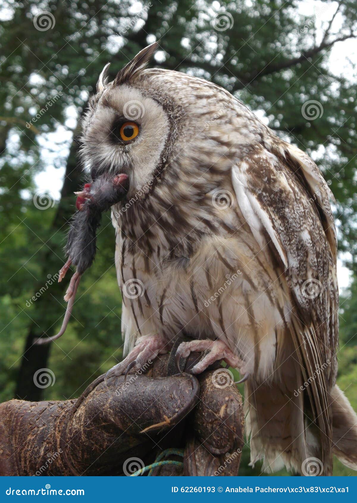 Uil van de jacht stock afbeelding. Image of wild, dier - 62260193