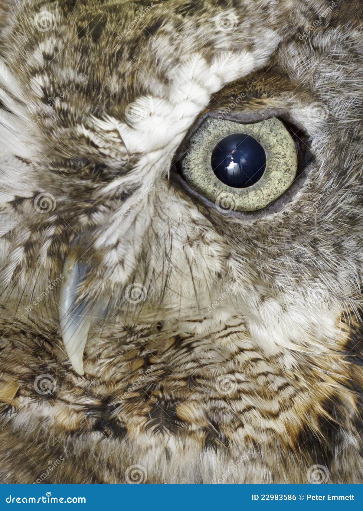 Uil van grijze uil stock foto. Image of groot, toppositie - 22983586