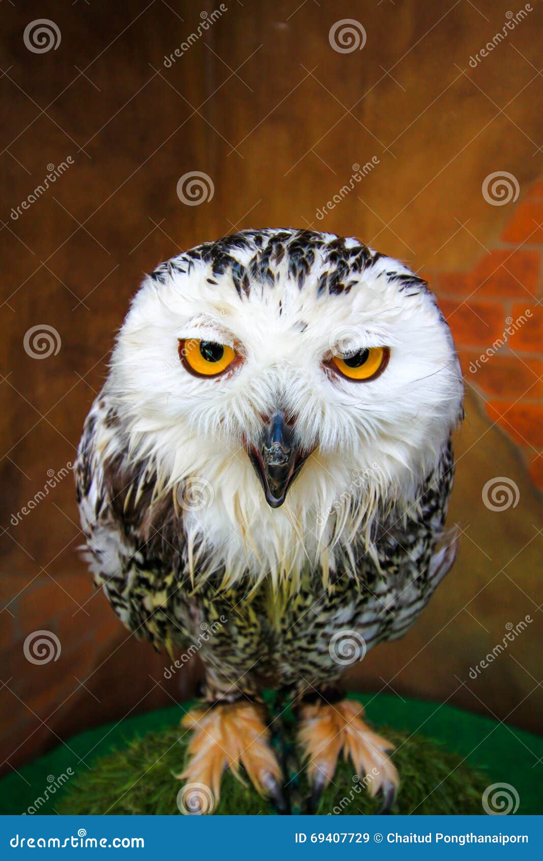 Uil Wit Gezicht Die U Bekijken Stock Afbeelding - Image of kroppen ...