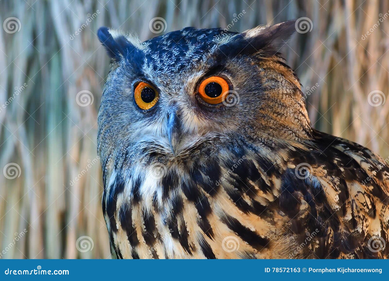 Uilen Met Grote Oranje Ogen Stock Afbeelding - Image of portret ...