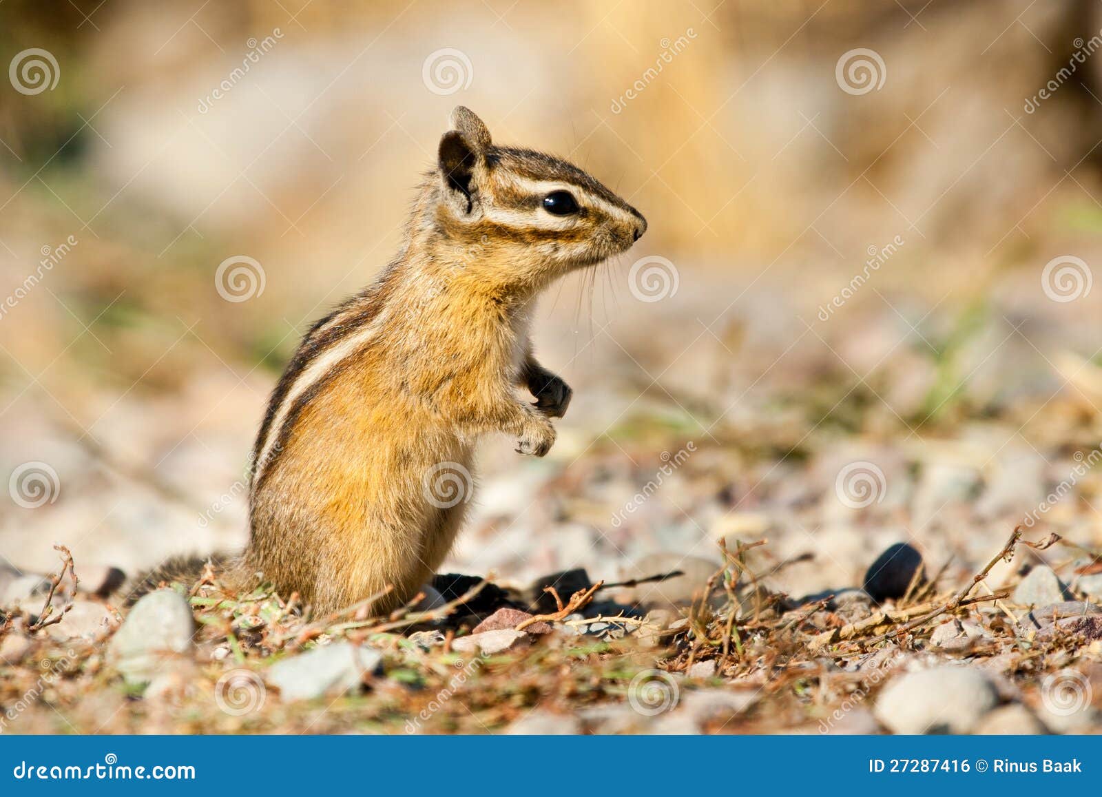 Uinta Chipmunk stock photo. Image of sitting, stripes - 27287416