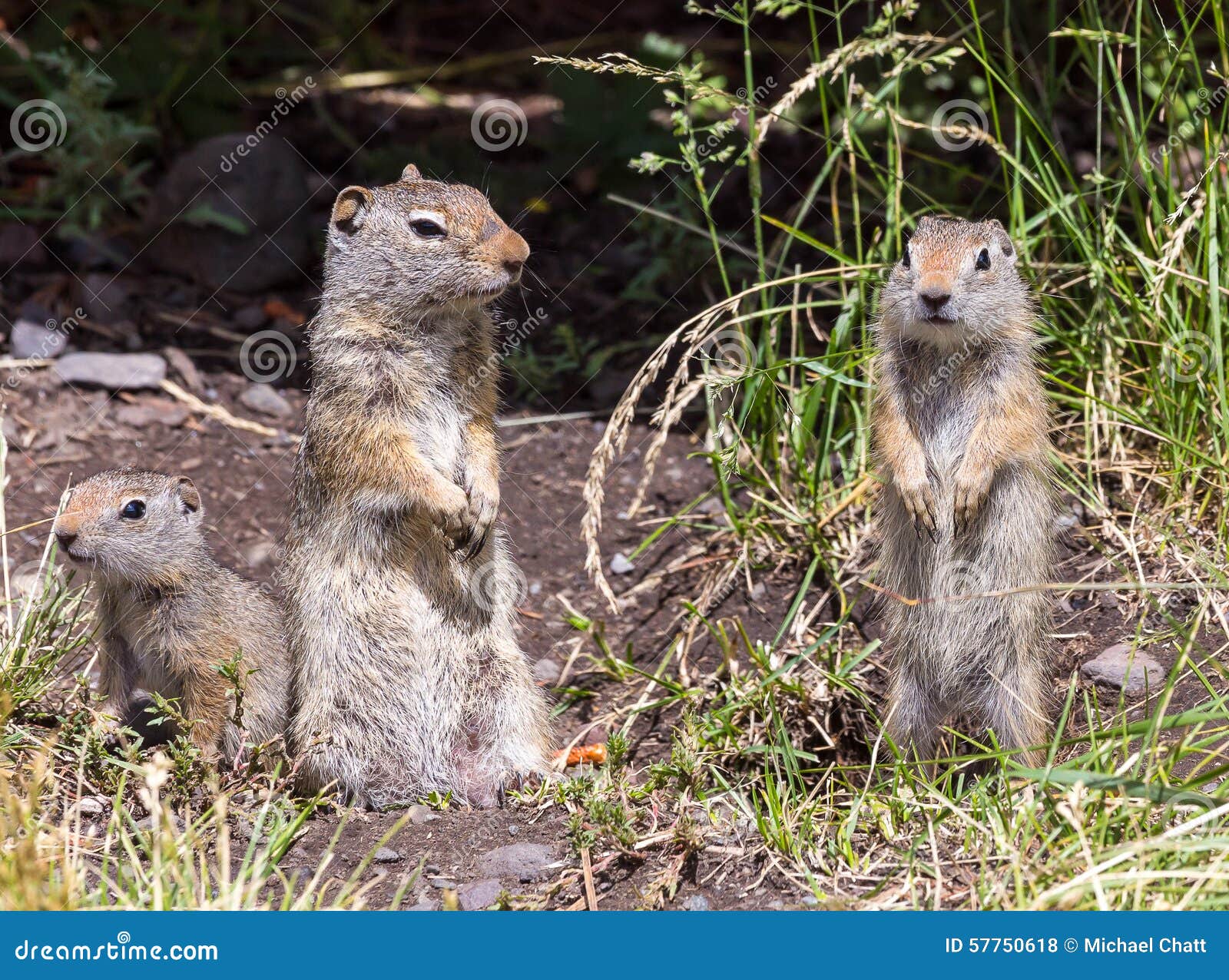 Uinta Ground Squirrel Family Stock Photo - Image of national ...