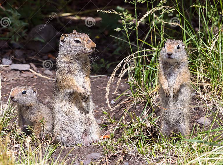 Uinta Ground Squirrel Family Stock Photo - Image of national ...