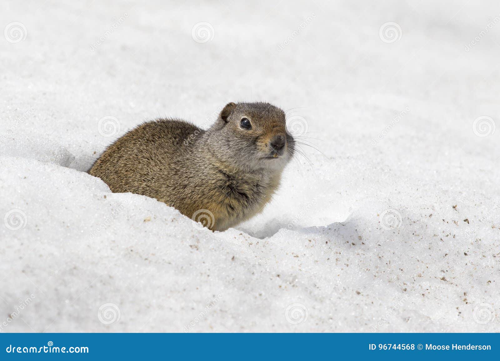 Uinta Ground Squirrel Out of Burrow in Early Spring Stock Photo - Image ...
