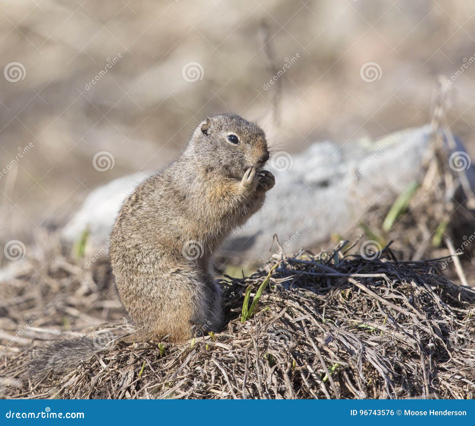 Uinta Ground Squirrel Out of Burrow in Early Spring Stock Photo - Image ...
