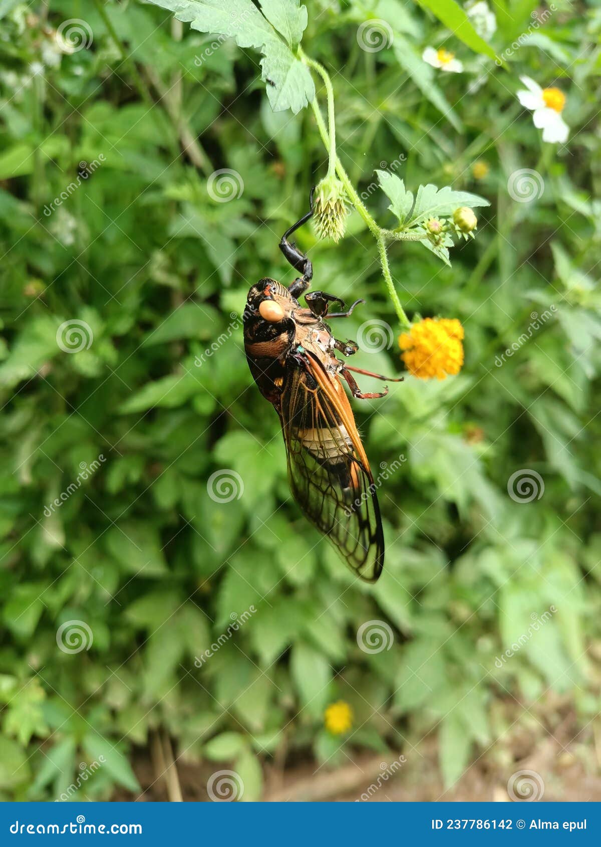 Uir Uir Stock Photos - Free & Royalty-Free Stock Photos from Dreamstime