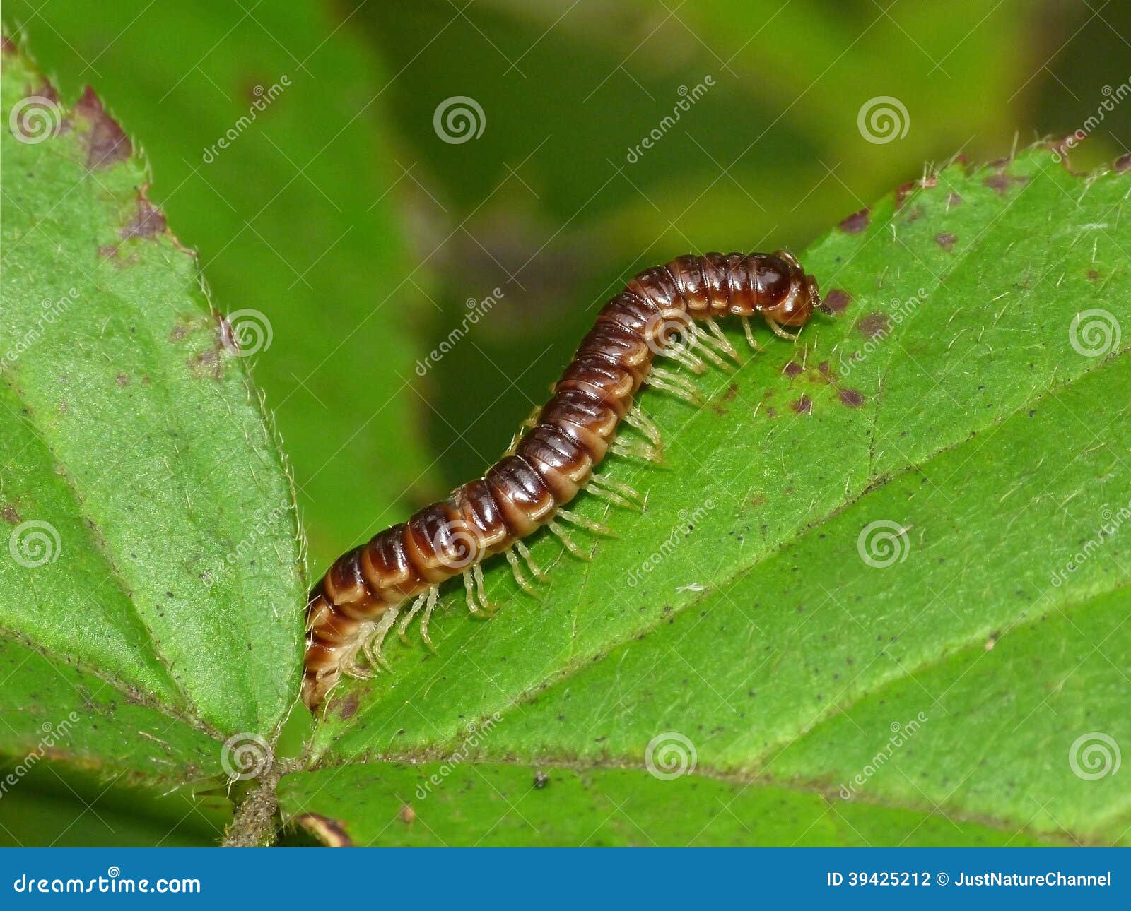 Uiterst Kleine Duizendpoot Op Blad Stock Foto - Image of bruin, nave ...