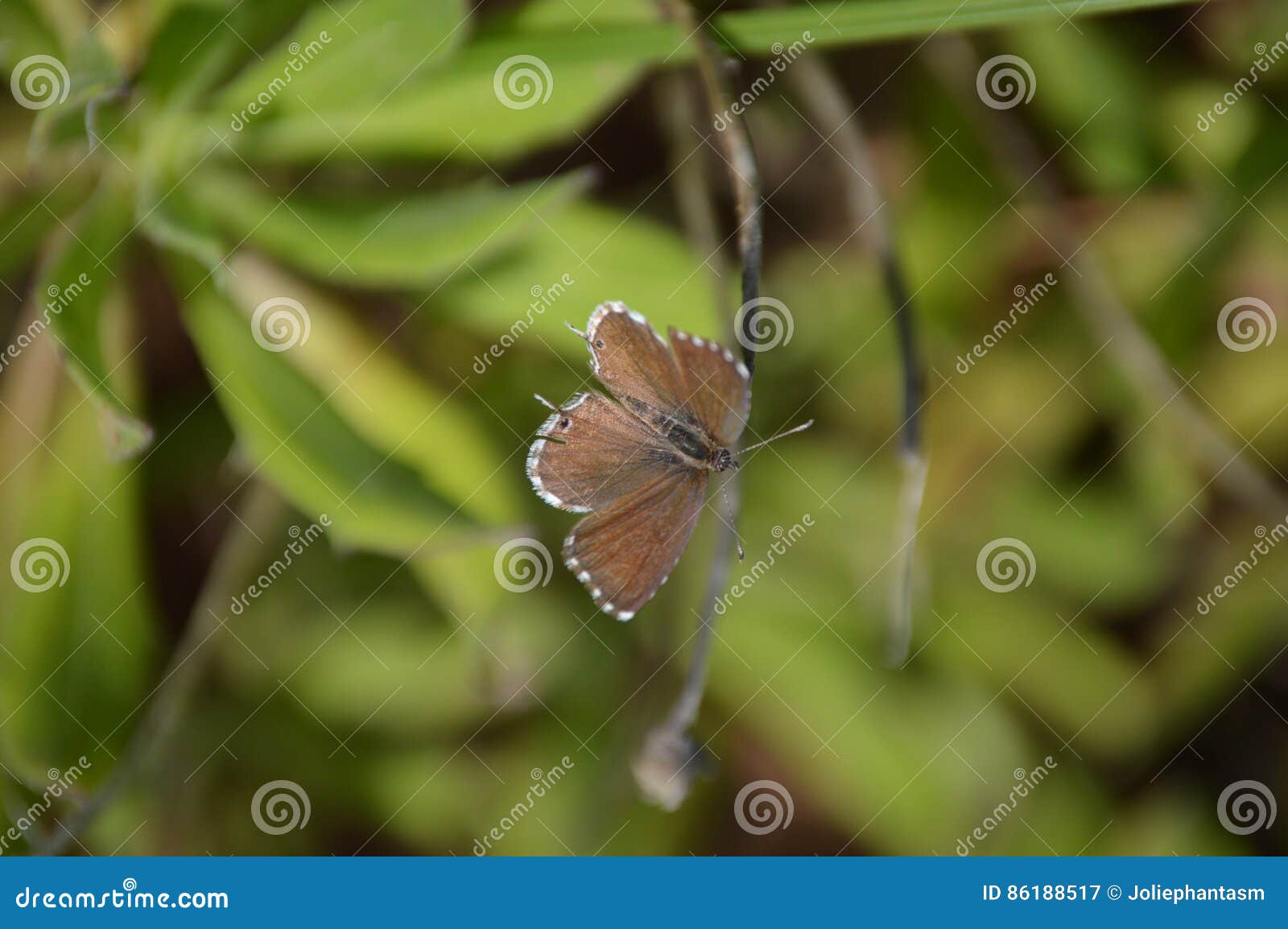 Uiterst Kleine Mooie Vlinder Stock Afbeelding - Image of schoonheid ...