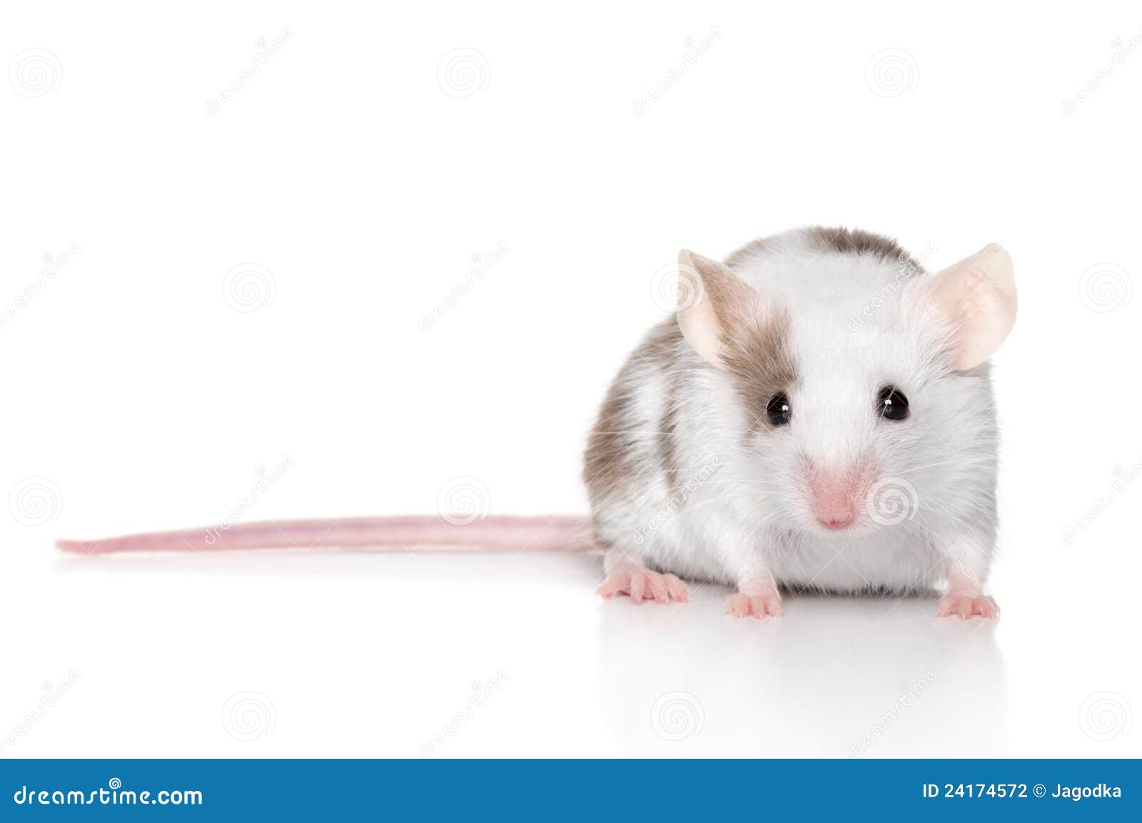 Uiterst Kleine Muis Op Witte Achtergrond Stock Foto - Image of leuk ...