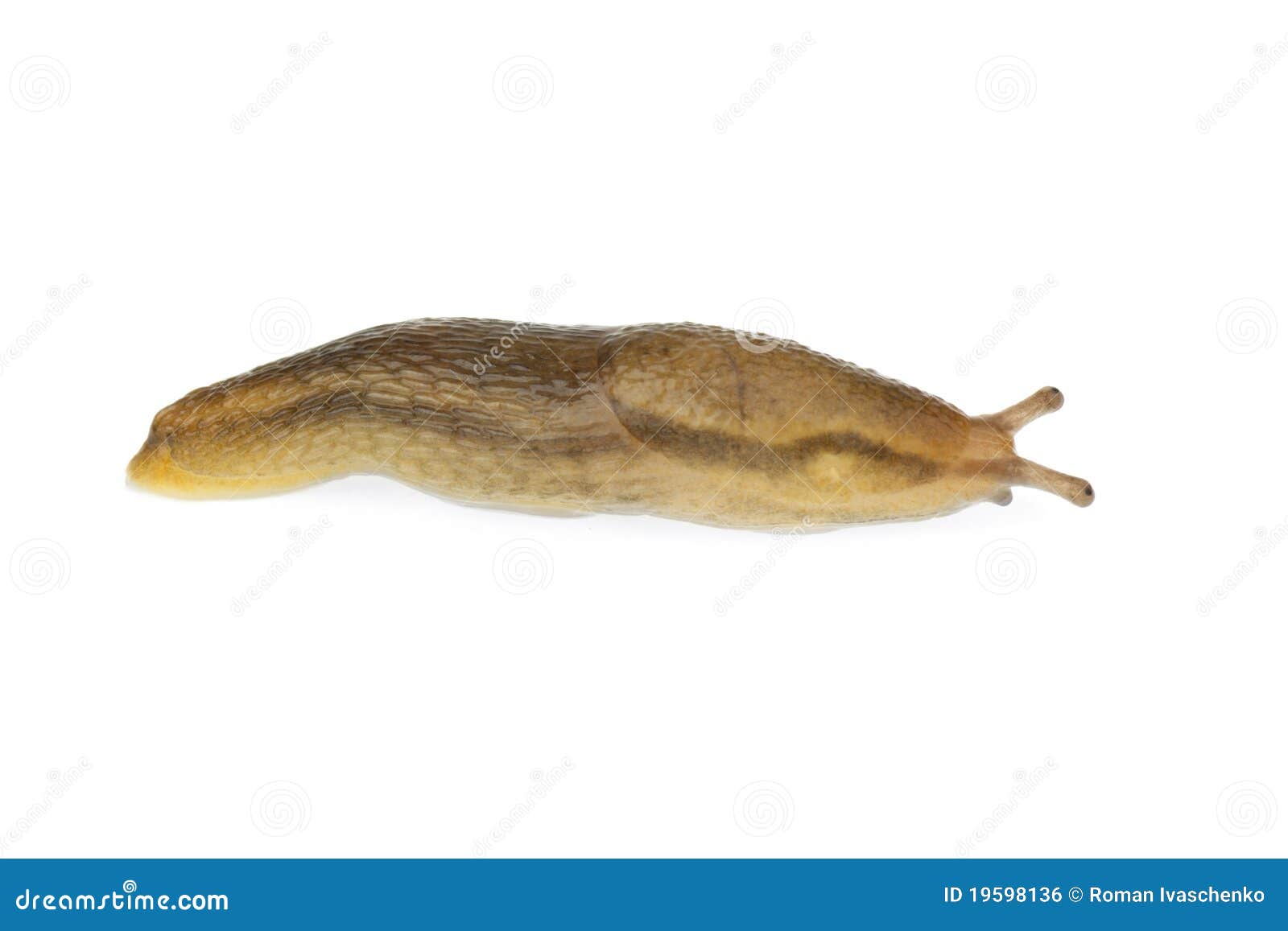 Uiterst kleine naaktslak stock foto. Image of levend - 19598136