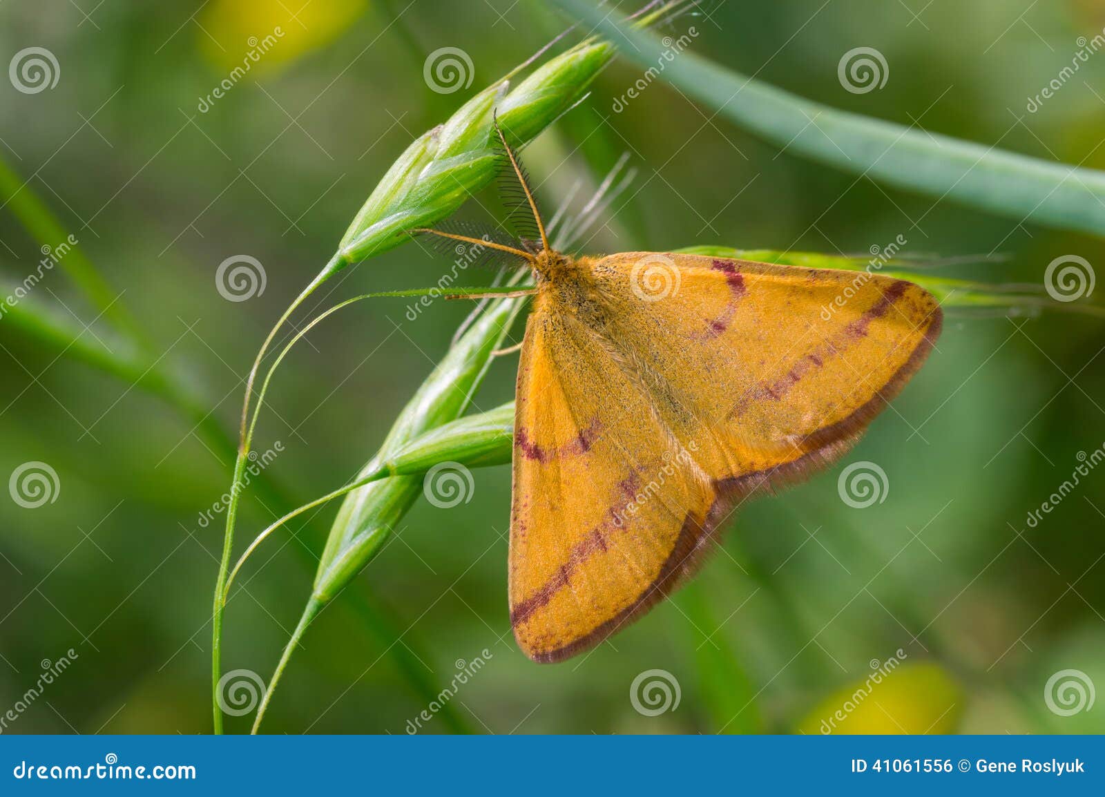 Uiterst Kleine Oranje Vlinder Stock Foto - Image of sinaasappel ...