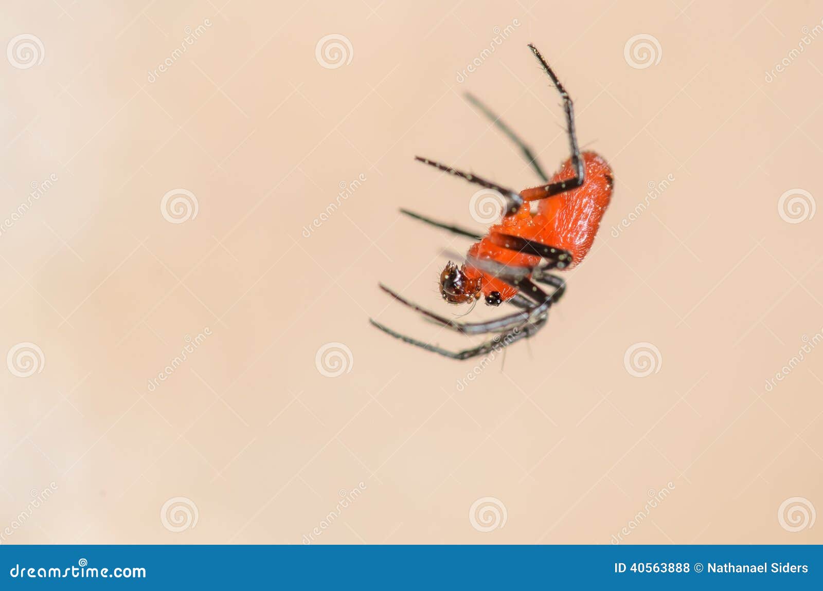 Uiterst Kleine Rode En Zwarte Spin Stock Foto - Image of roofdier ...