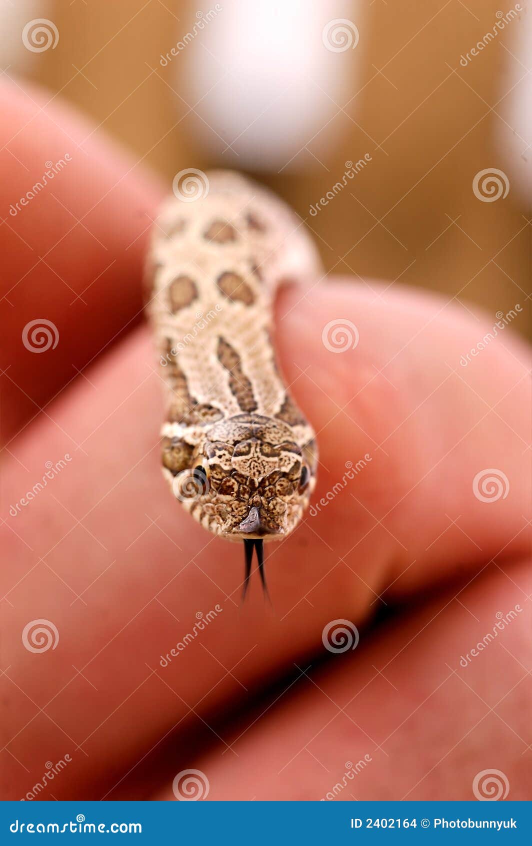 Uiterst kleine slang stock foto. Image of bruin, dier - 2402164