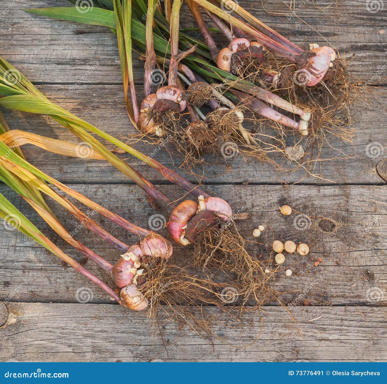 Uitgegraven De Bollen Van Gladiolen, Na Het Eind Van Het Het Groeien ...