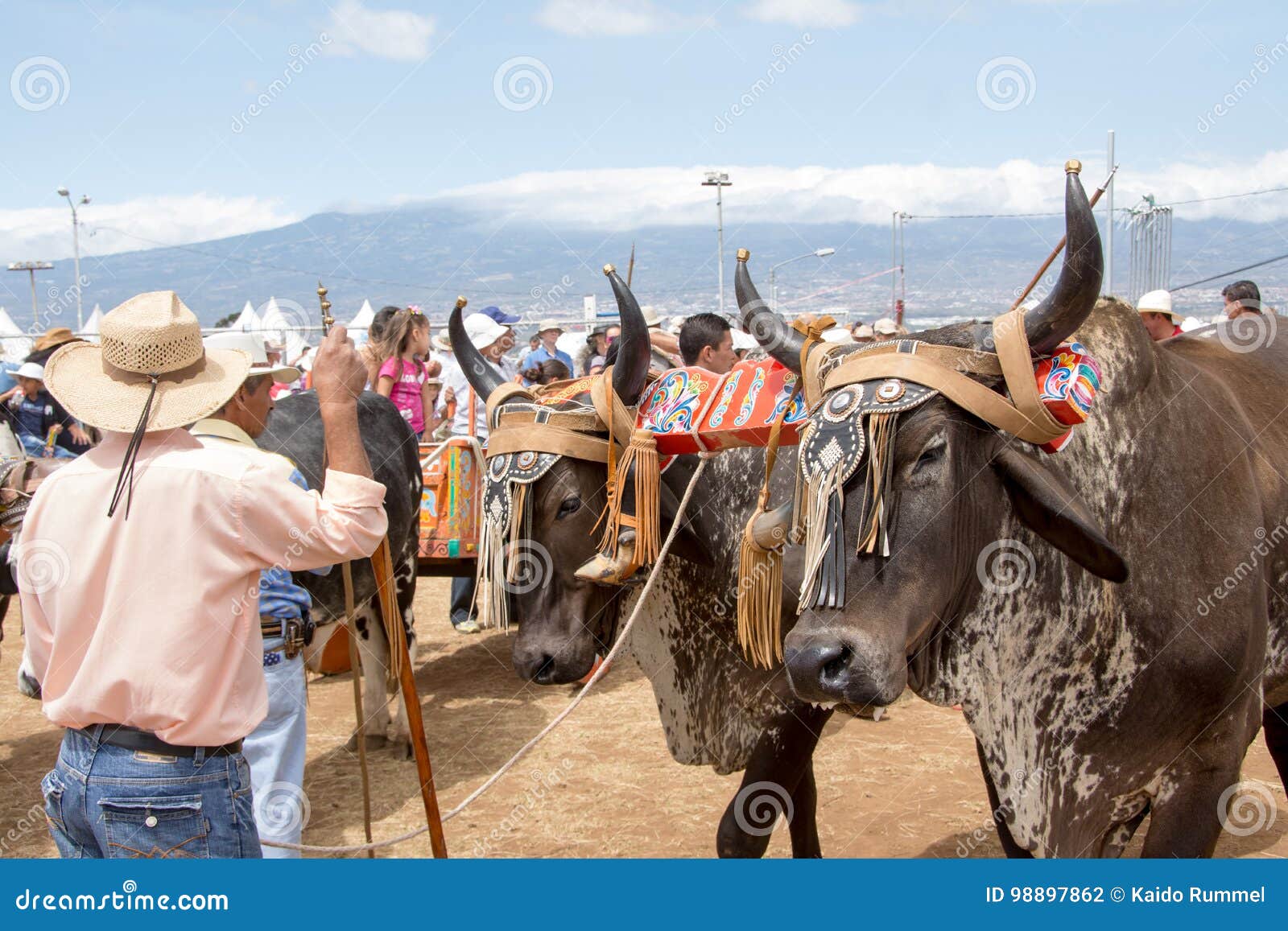 Uitgeruste stieren redactionele fotografie. Image of stier - 98897862