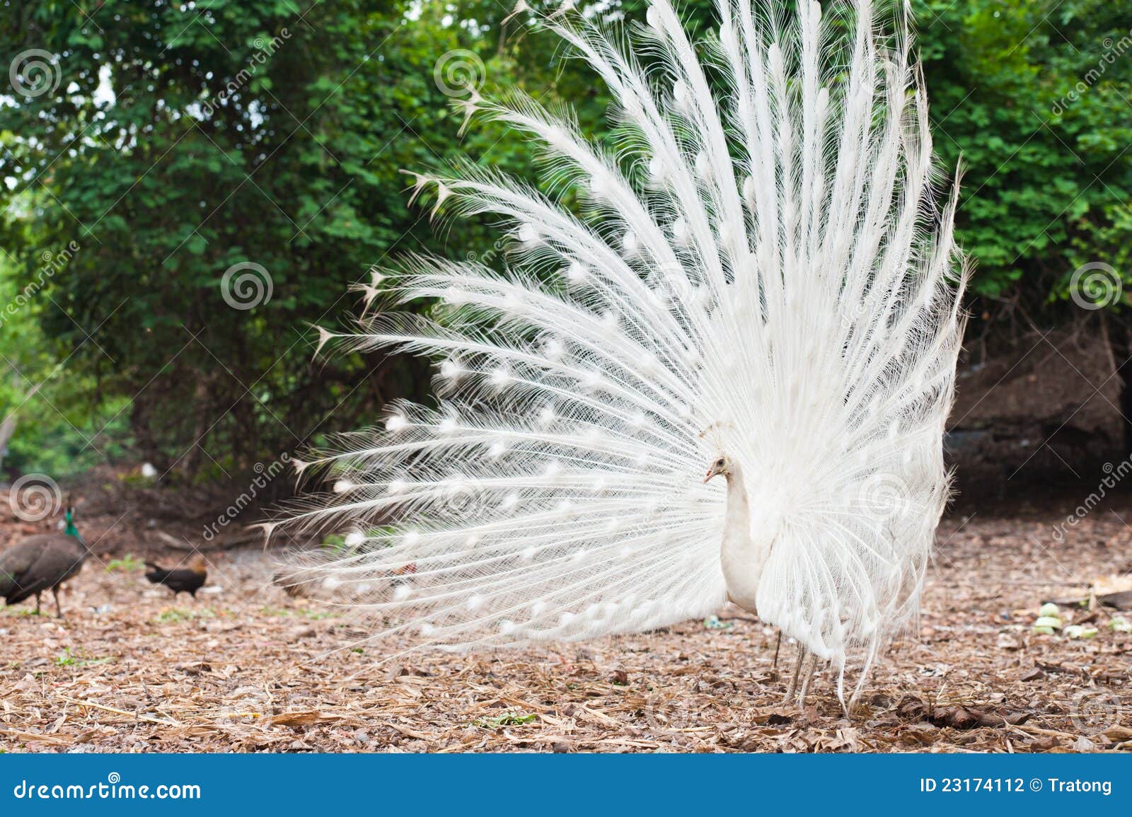 Uitgespreid Van Een Witte Pauw Stock Foto - Image of dierentuin ...