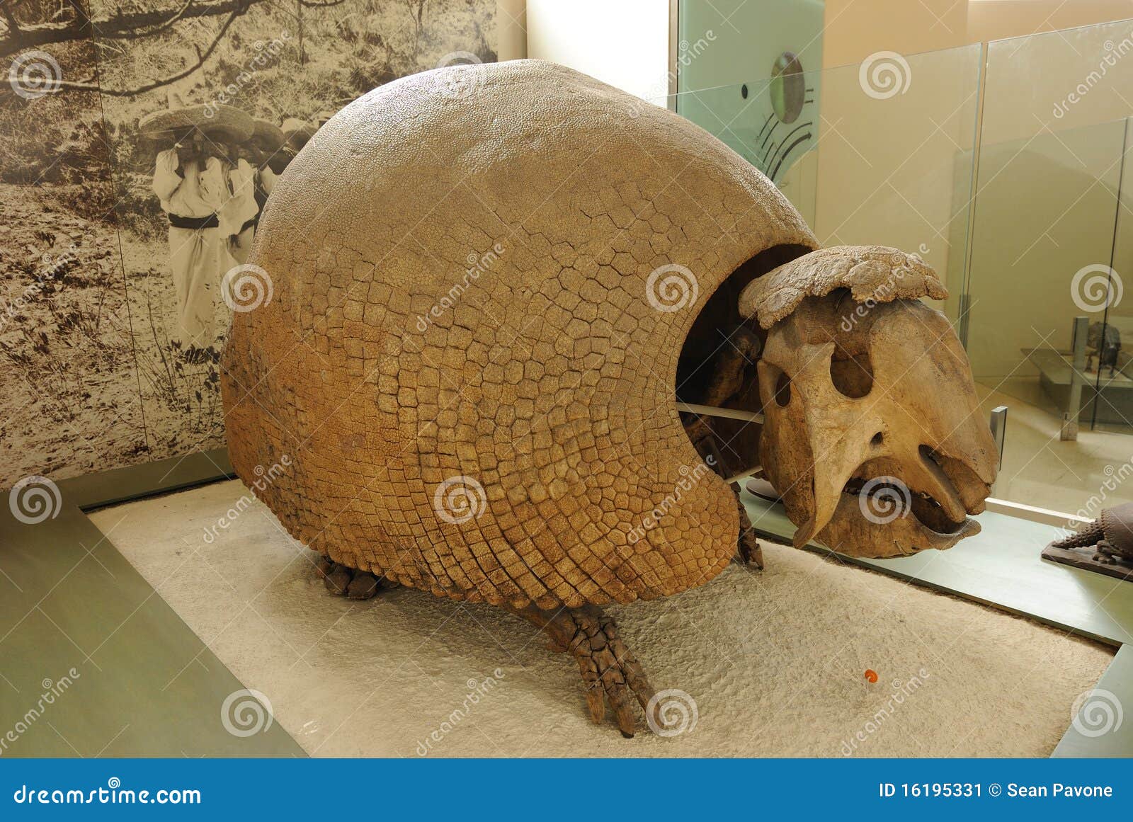 Uitgestorven Gordeldier redactionele foto. Image of fossielen - 16195331