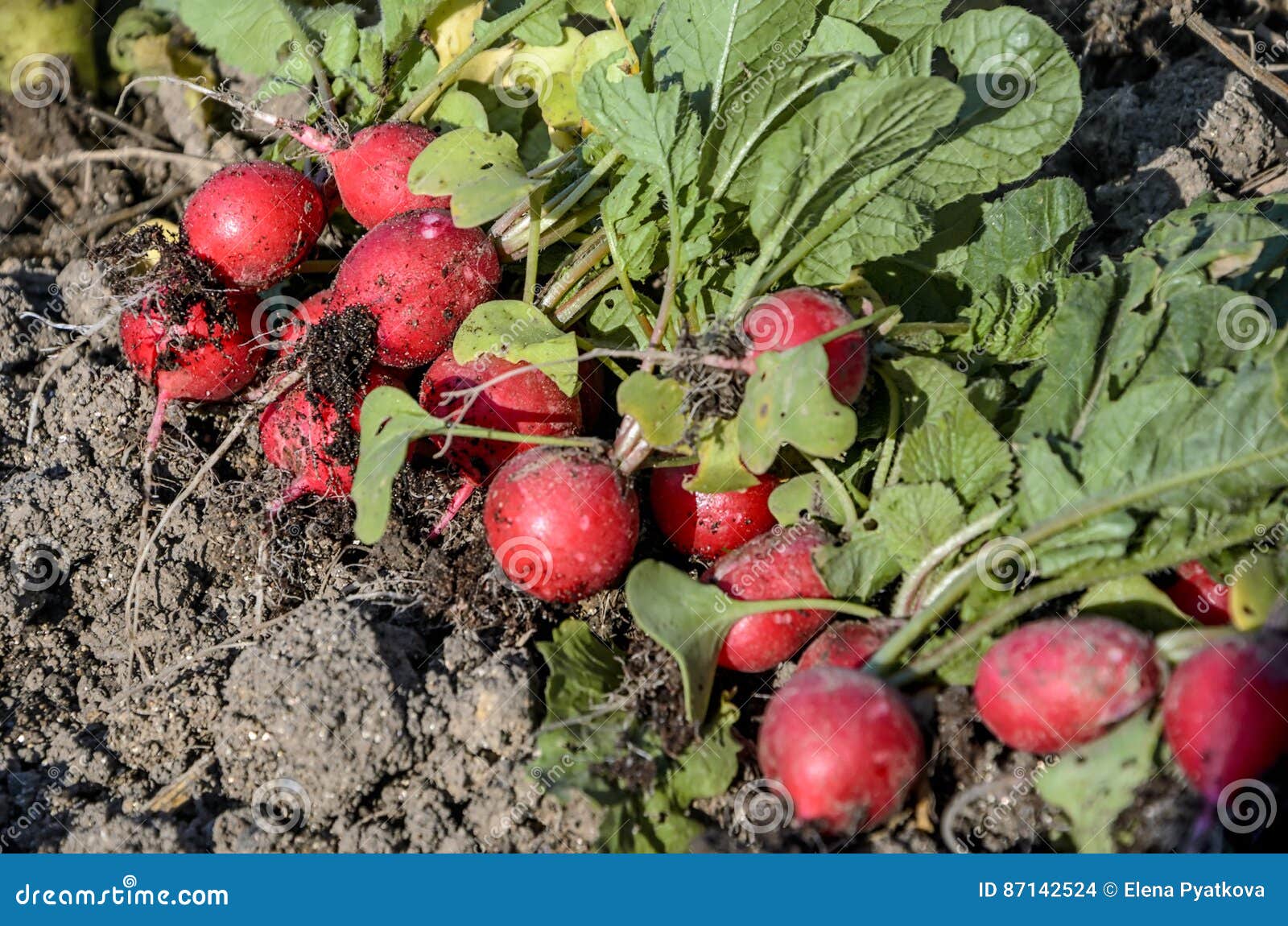 Uitstekende Groene En Rode Radijs Stock Foto - Image of organisch ...