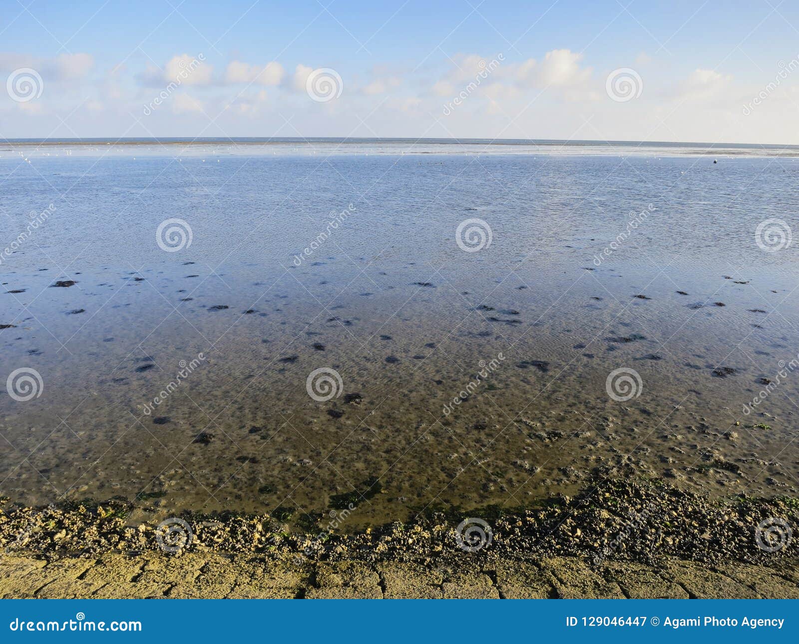 Waddenzee, Wadden Sea stock image. Image of weids, coast - 129046447