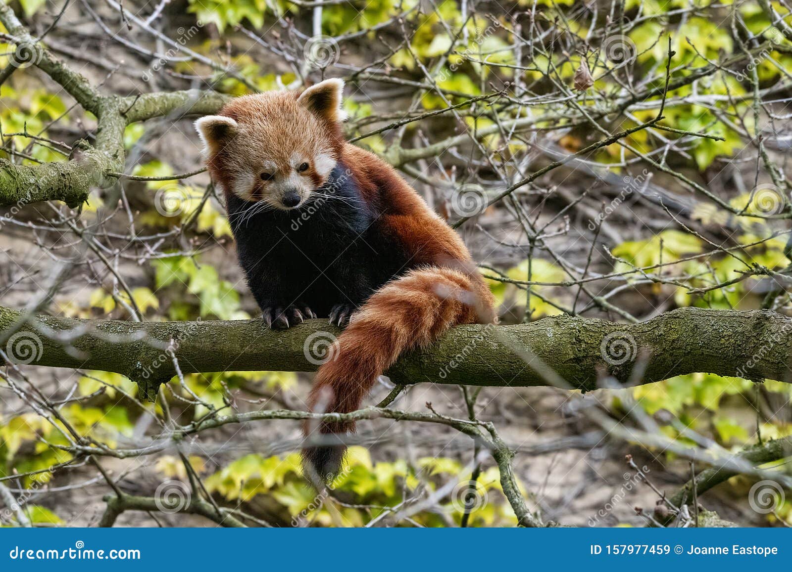 Red Panda Perched Up in a Tree Stock Image - Image of adorable ...