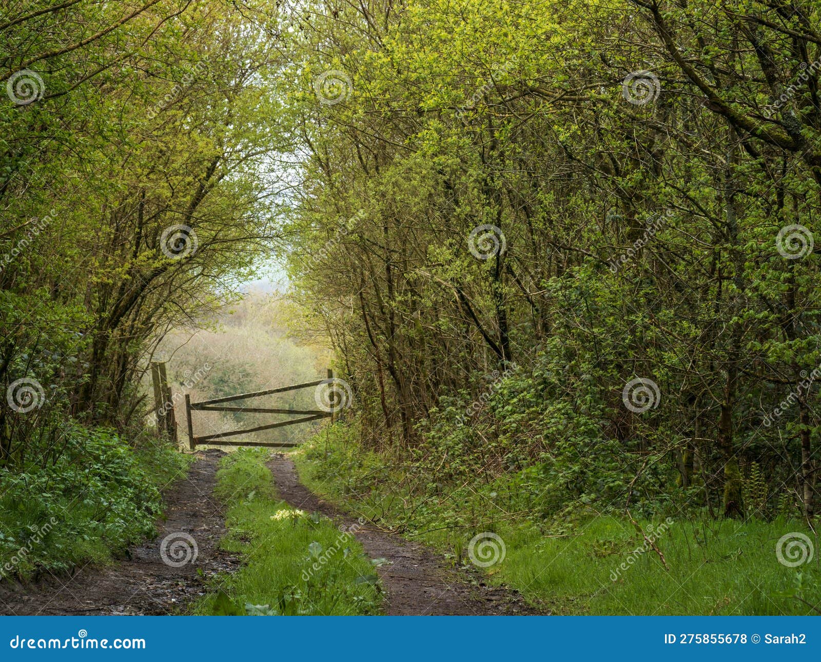 UK Countryside, Lane and Gate in Spring. Stock Illustration ...