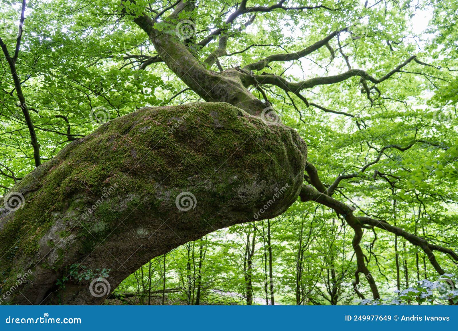 UK Cwmcarn Forest Crooked Tree Close Look Stock Image - Image of trunk ...