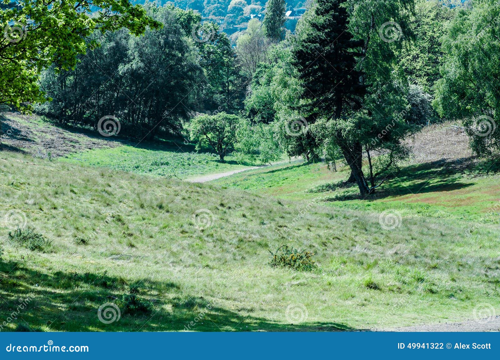 UK Habitat Grassland with Scattered Trees Stock Photo - Image of trees ...