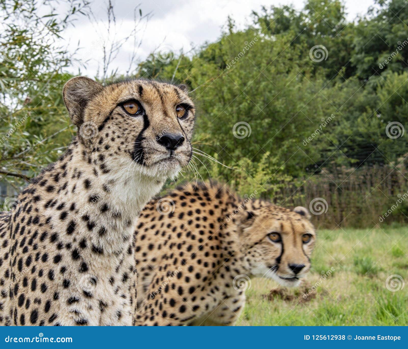 Cheetah in Captivity, Breeding Pair Stock Photo - Image of pair ...