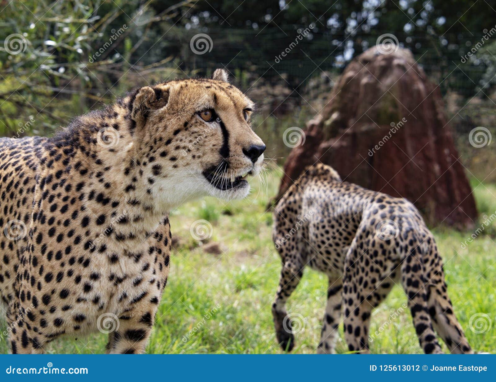 Cheetah in Captivity, Breeding Pair Stock Photo - Image of jubatus ...