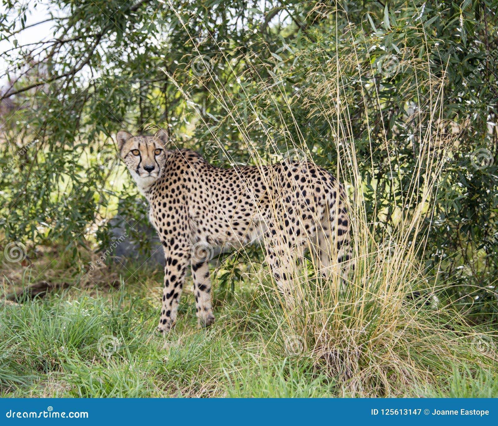 Cheetah in Captivity, Standing Stock Image - Image of nature, animals ...
